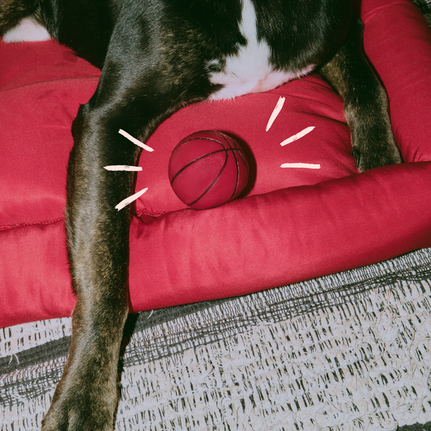 Toys – Good Boy Goodies